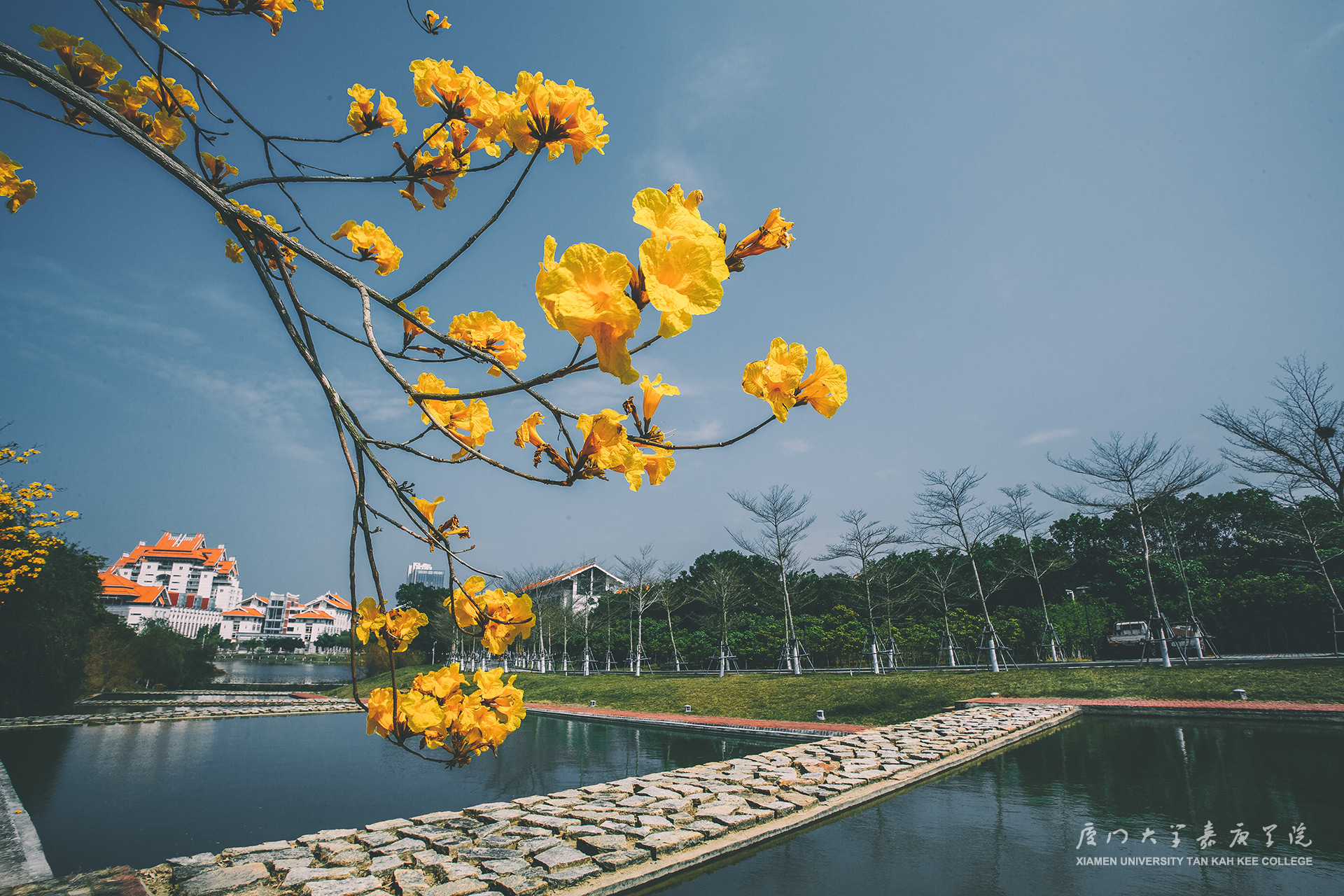 黄花风铃木林-厦门大学嘉庚学院